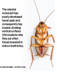 Cockroach Legs - Serunen