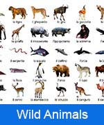 Farm Animals In Italian - Serunen