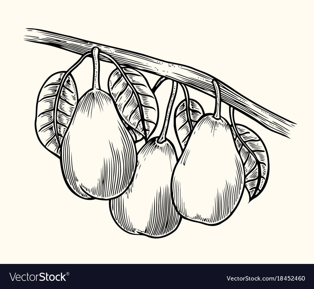 Pear Tree Sketch - Serunen