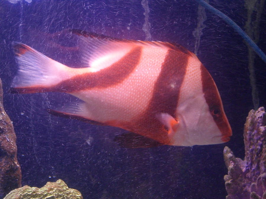 Pink Striped Fish - Serunen