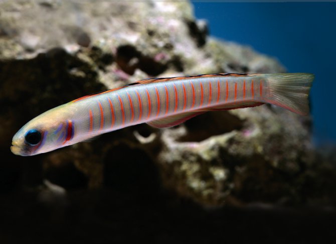 Pink Striped Fish - Serunen